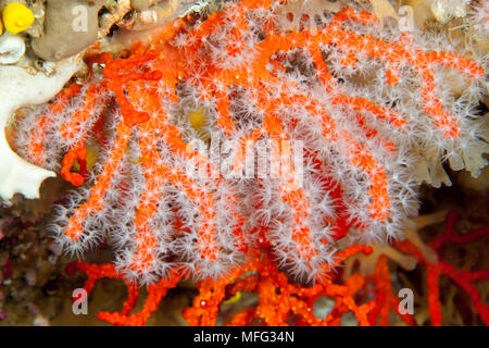 Red Coral, Corallium rubrum, Sardinia, Italy Stock Photo - Alamy