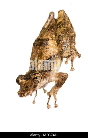 Boulenger's snouted tree frog Stock Photo - Alamy