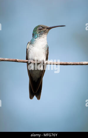 Female mangrove hummingbird - Mangrove hummingbird (Amazilia boucardi ...