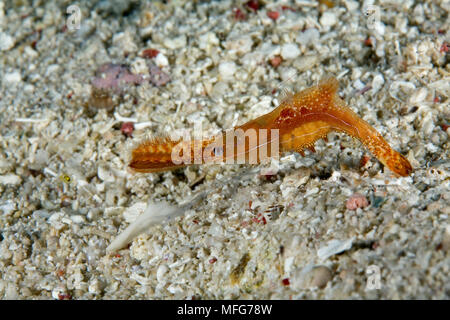 rock shrimp Leander plumosus Alona Beach Panglao Island Bohol ...