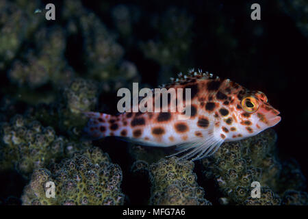 Spotted hawkfish (Cirrhitichthys oxycephalus), Aldabra Atoll, Natural ...