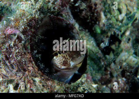 Nalolo blenny (Ecsenius nalolo), Aldabra Atoll, Natural World Heritage ...
