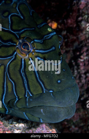giant hawkfish portrait Stock Photo - Alamy
