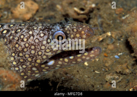 Jewel Moray Eel (Muraena lentiginosa Stock Photo - Alamy