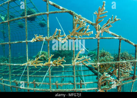 Biorock Artificial Coral Reef, Bali Stock Photo - Alamy