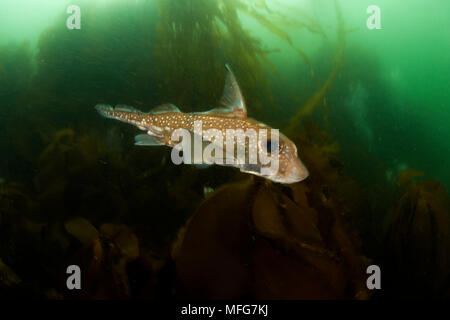 Chimaera, spotted ratfish, ghost shark, Hydrolagus colliei, Vancouver ...