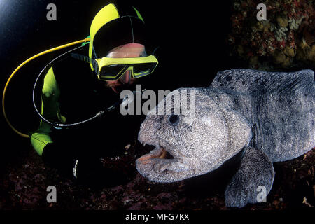 SCUBA DIVER WITH WOLF EEL, VANCOUVER ISLAND BRITISH COLUMBIA CANADA ...