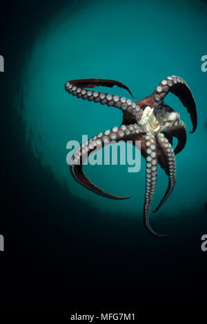 Pacific octopus, Octopus dofleini, Vancouver Island, British Columbia ...