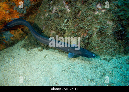 Conger eel, Conger conger, Le Scole southern cape, Giglio Island ...