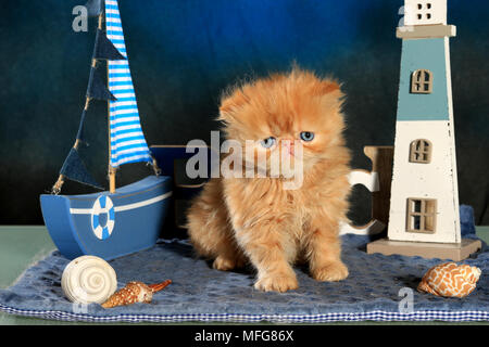 persian kitten, 5 weeks old, ginger Stock Photo - Alamy