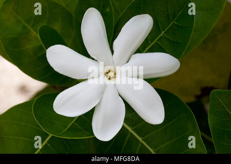 Tiare flower, Gardenia Tahitensis, Novotel Rangiroa Lagoon Resort ...