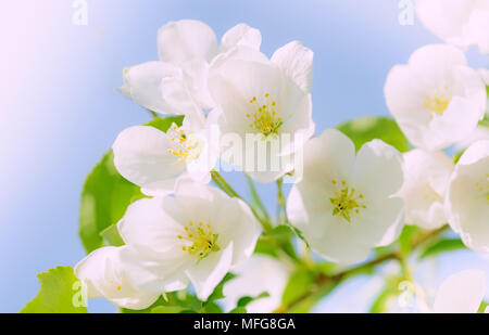 Abstract floral spring background, Blooming flowers lilac Stock Photo ...