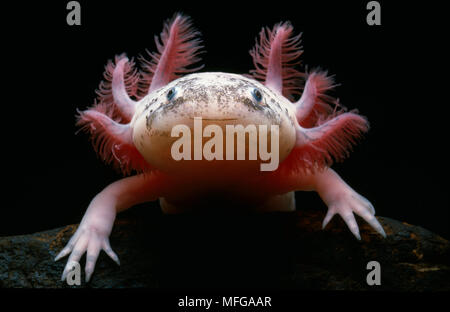 MEXICAN AXOLOTL Ambystoma mexicanum Neotonic (reproductive) larva Stock ...