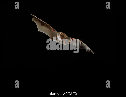 GREATER-HORSESHOE BAT catching moth Rhinolophus ferrum-equinum Sequence ...
