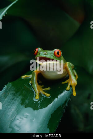 Frog, frogs, tree, frog, bromeliad treefrog, Dendropsophus ...