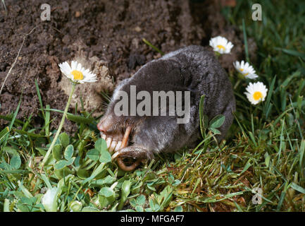European mole ,Talpa europaea, eating an earthworm on a garden lawn ...