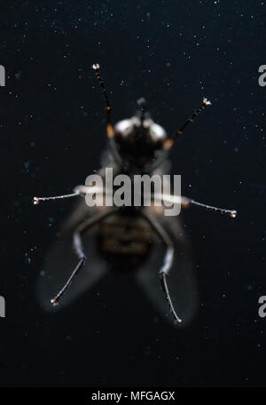 Stable Fly (Stomoxys calcitrans) on sugar, Netherlands Stock Photo - Alamy