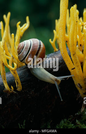 Cepaea nemoralis; yellow banded snail in garden, Swiss Alps Stock Photo ...