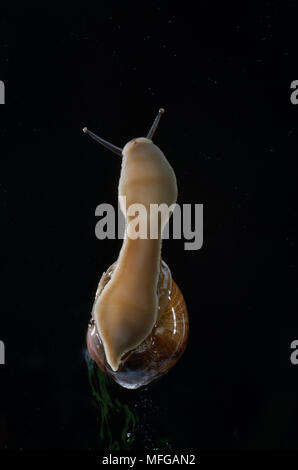 COMMON GARDEN SNAIL on window Helix aspersa Underside, showing radula ...