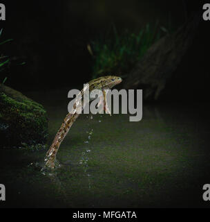 NORTHERN LEOPARD FROG leaping Rana pipiens Stock Photo - Alamy