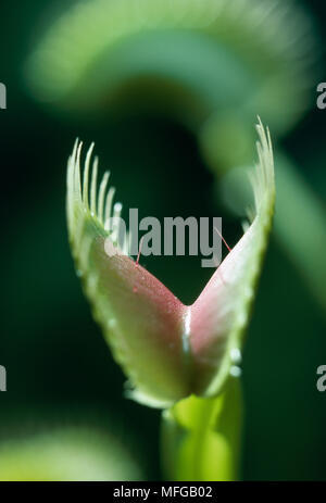 Open venus fly trap showing marginal teeth Stock Photo - Alamy