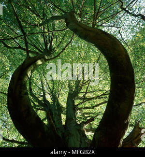 LODER VALLEY RESERVE Wakehurst, Sussex, UK Stock Photo - Alamy