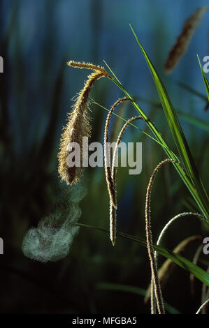 Pendulous Sedge (Carex pendula) shedding pollen Stock Photo - Alamy