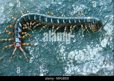 Scolopendra gigantea, giant centipede Stock Photo - Alamy
