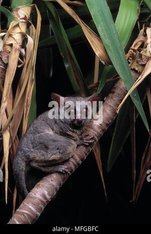 Lesser Bush Baby (Galago senegalensis) leaping Stock Photo - Alamy