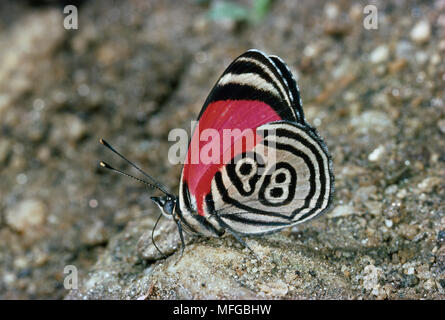 89 BUTTERFLY Diaethria marchalii Venezuela, South America Stock Photo ...