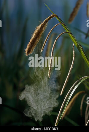 Pendulous Sedge (Carex pendula) shedding pollen Stock Photo - Alamy