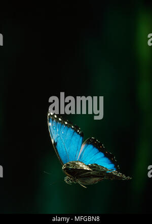 Morpho cypris, blue morpho butterfly Stock Photo - Alamy