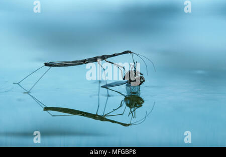 WATER MEASURER with prey Hydrometra stagnorum Stock Photo - Alamy