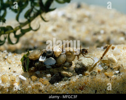 caddis flies (Trichoptera), larva with case on pebble with grayling ...