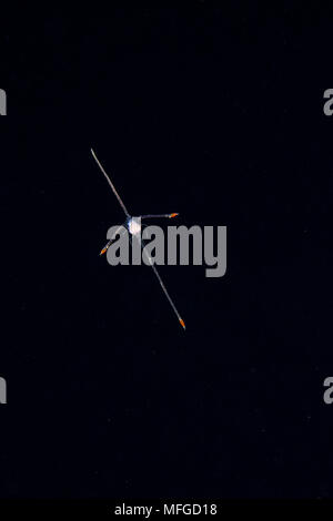 Crab Zoea , Crab Plankton Stock Photo - Alamy