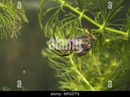 WATER SPIDER Argyroneta aquatica (Argyronetidae) UK Stock Photo - Alamy