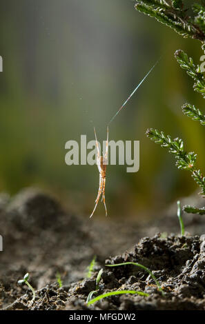 comb-footed spider (Episinus angulatus, Theridion angulatum), on wood ...