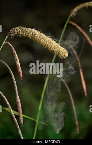 PENDULOUS SEDGE pollen dispersal Carex pendula UK Stock Photo - Alamy