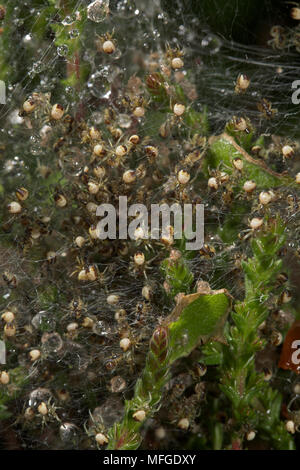 SPIDERLING BALL Aranea quadratus UK Stock Photo - Alamy