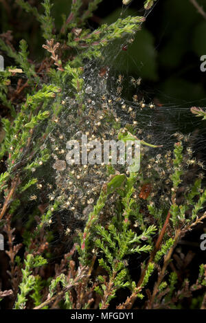 SPIDERLING BALL Aranea quadratus UK Stock Photo - Alamy