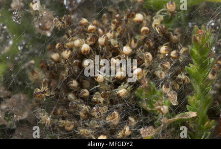 SPIDERLING BALL Aranea quadratus UK Stock Photo - Alamy