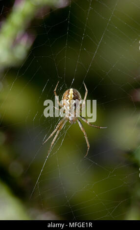 Orb-weaver Spider (Neoscona adianta) male and female courting, England ...