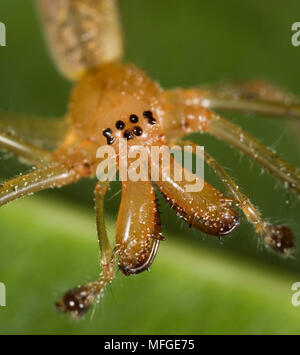 Close-up of the chelicerae of the spider Tetragnatha sp Stock Photo - Alamy