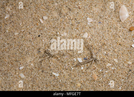 RUNNING CRAB SPIDER (Philodromus fallax) in sandune habitat ...