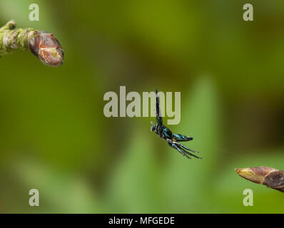 JUMPING SPIDER Assam, India Stock Photo - Alamy