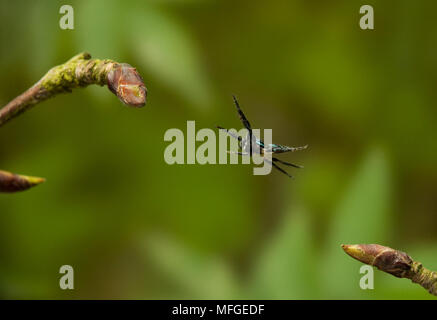 JUMPING SPIDER Assam, India Stock Photo - Alamy