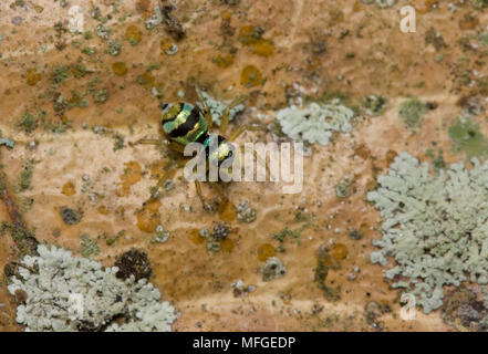 JUMPING SPIDER (Salticidae) Assam, India Stock Photo - Alamy