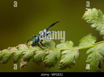 JUMPING SPIDER (Salticidae) Assam, India Stock Photo - Alamy