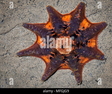 Carpet Sea Star (Patiriella calcar) and Seaweeds, Adventure Bay, Bruny ...