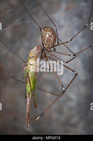 Daddy long leg spider, Pholcus sp., Aarey Milk Colony, India Stock ...